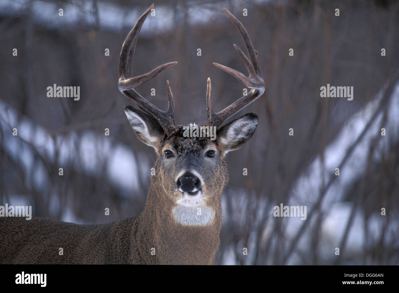 White-tailed Deer buck ( Odocoileus virginianus ) Whitetail in winter ...