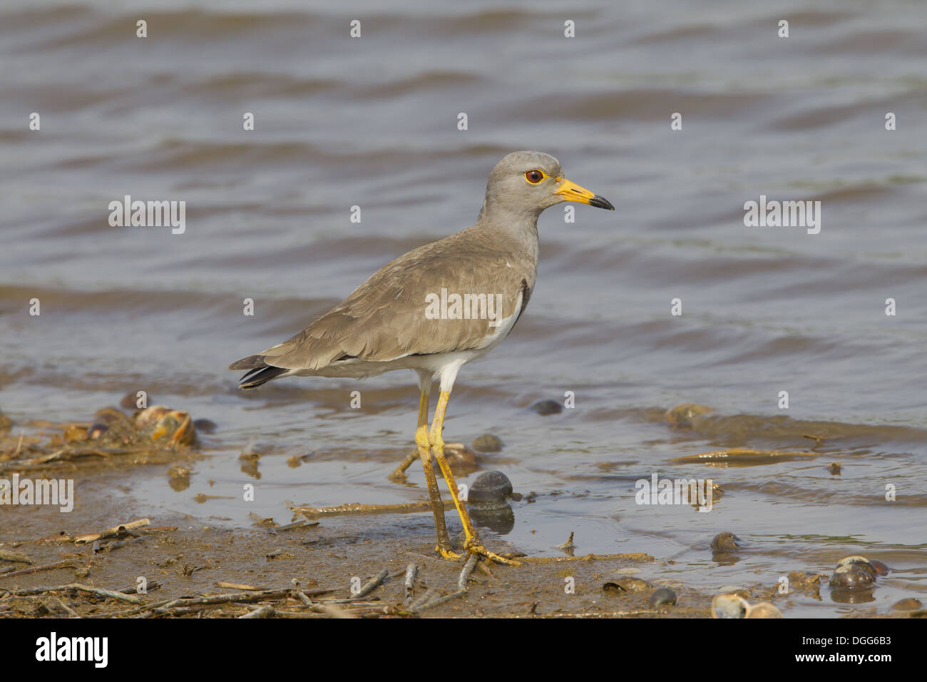 Grey-headed Lapwing (Vanellus cinereus) adult breeding plumage standing ...