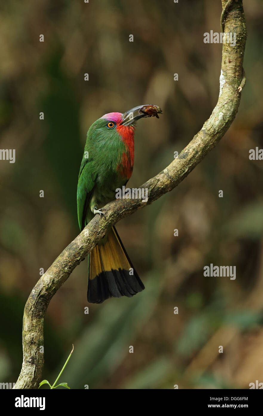 Red-bearded Bee-eater (Nyctyornis amictus) adult male with beetle prey ...