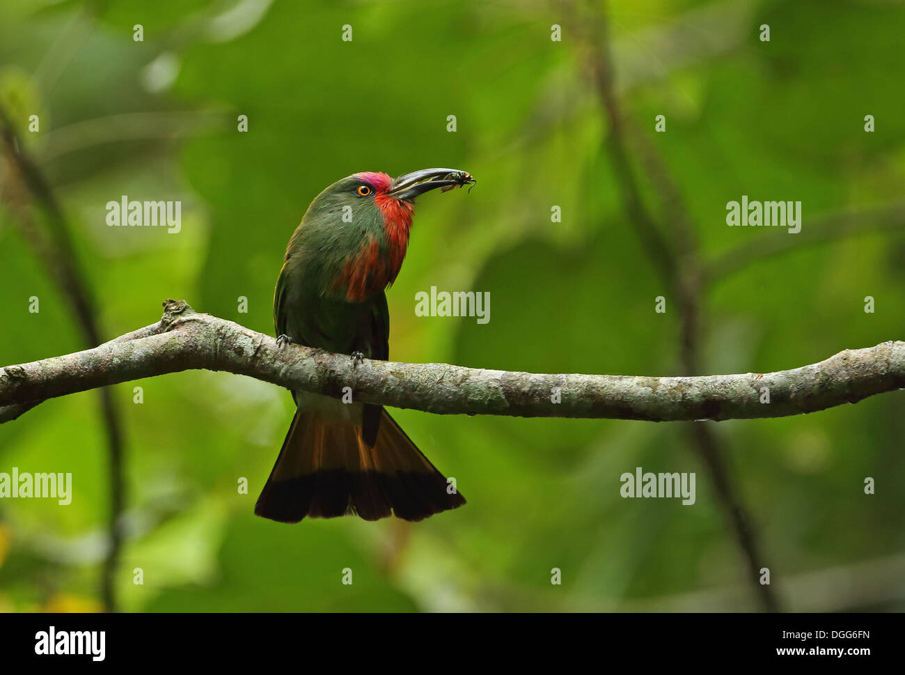 Red-bearded Bee-eater (Nyctyornis amictus) adult male with beetle prey ...