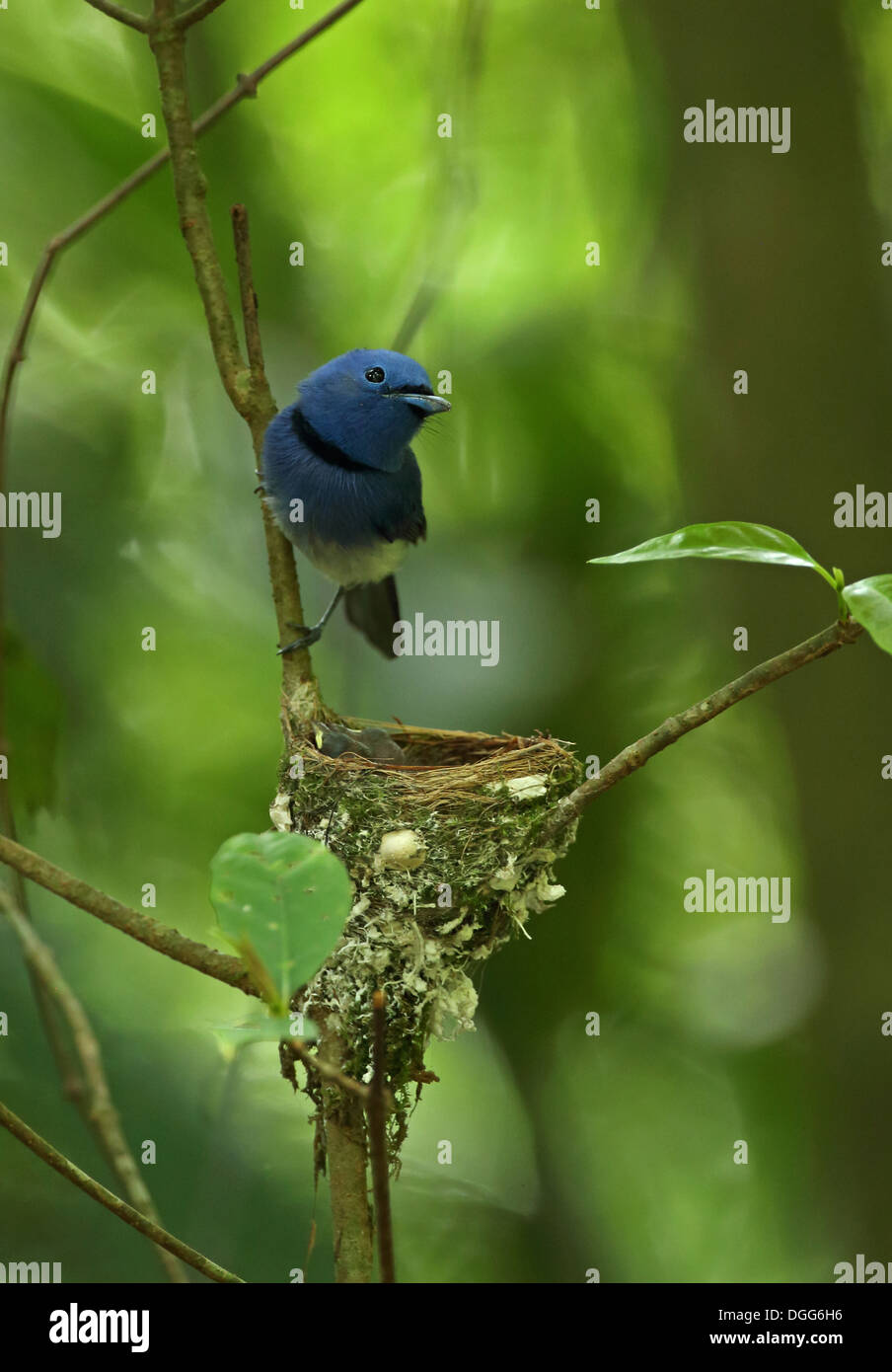 Black-naped Monarch (Hypothymis azurea styani) adult male, perched at ...