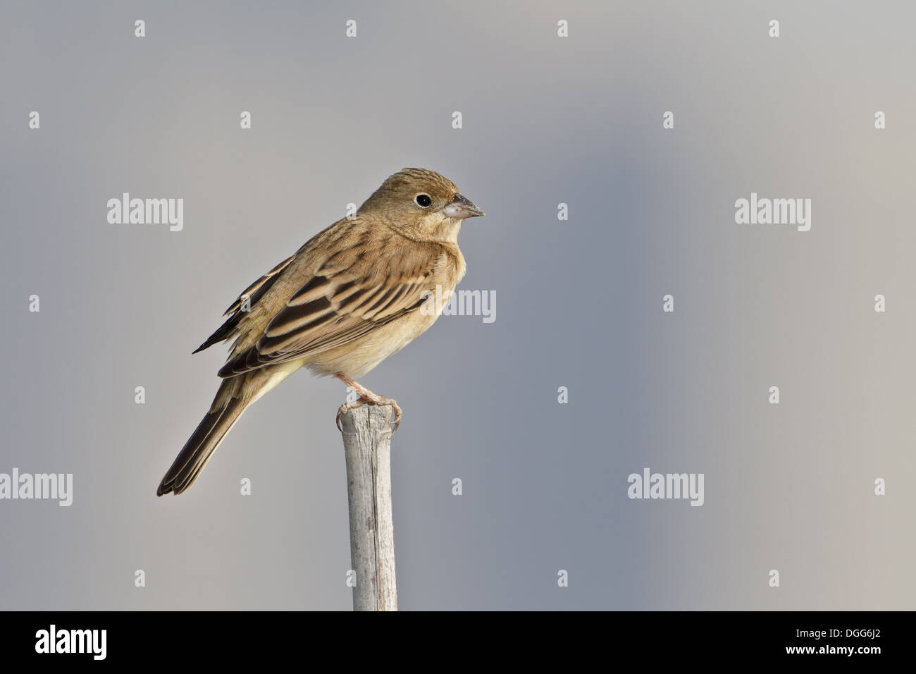 Red headed bunting bird hi-res stock photography and images - Alamy
