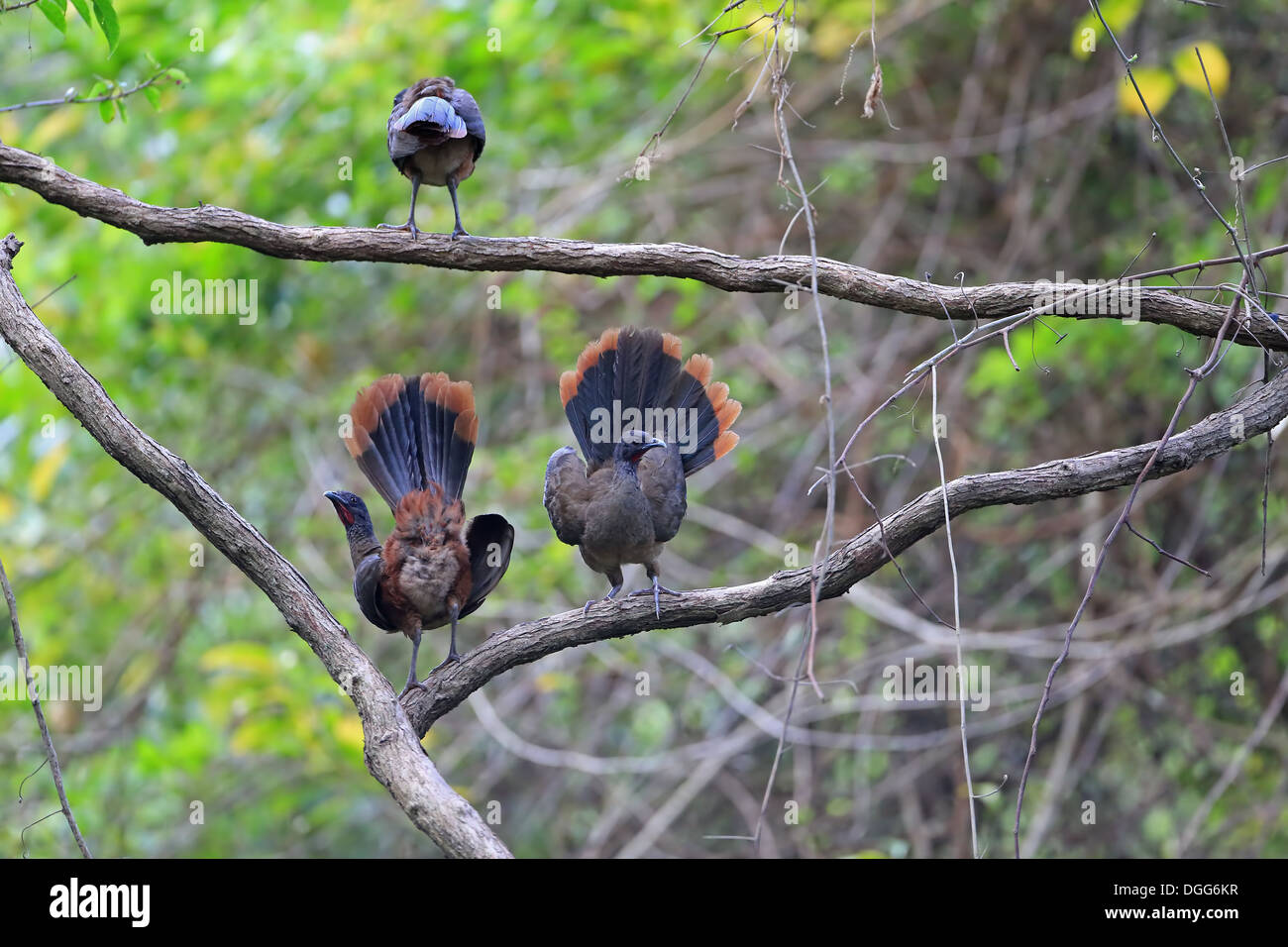 Rufous-vented Chachalaca (Ortalis ruficauda) three adults, displaying ...