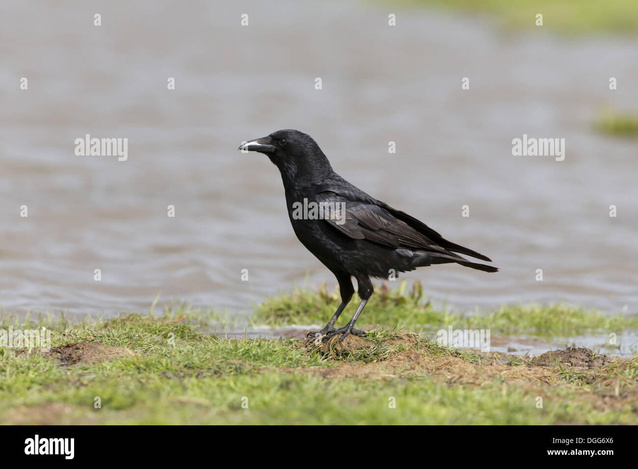 Carrion Crow (Corvus corone) adult, standing at edge of water, Suffolk ...