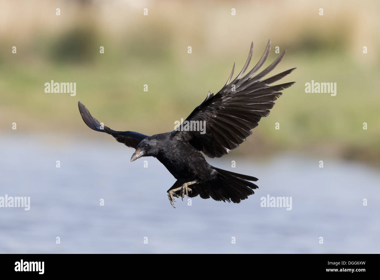 Carrion crow corvus adult water hi-res stock photography and images - Alamy