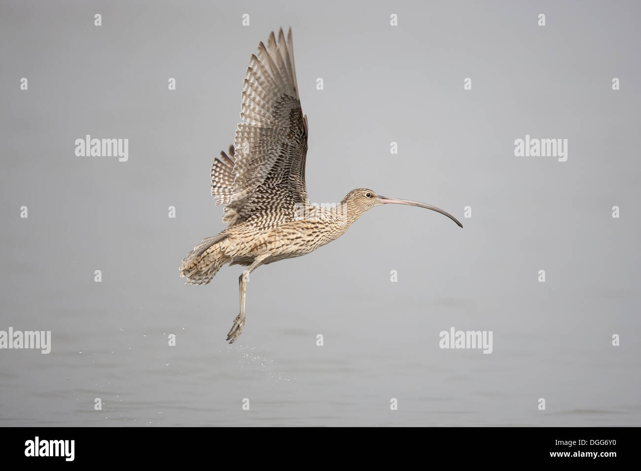 Far Eastern Curlew (Numenius madagascariensis) adult breeding plumage ...