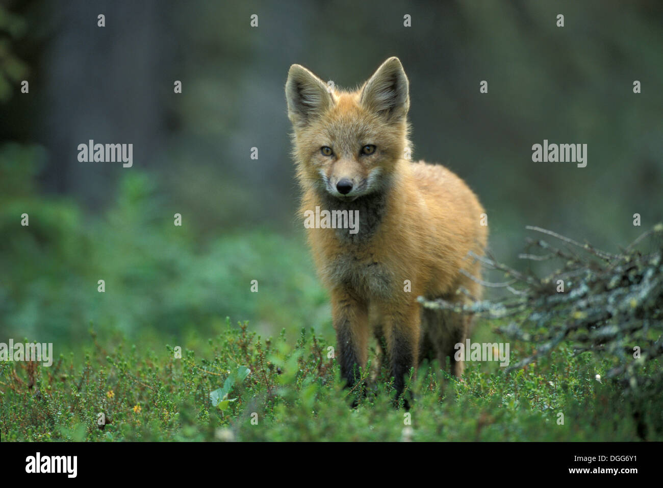 Young red fox kit ( Vulpes vulpes ) portrait near Churchill Manitoba ...