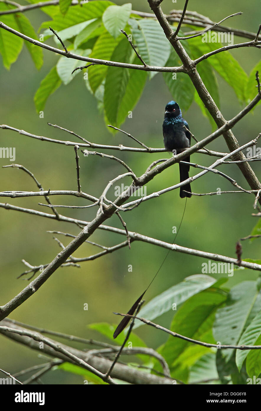 Lesser Racket-tailed Drongo (Dicrurus remifer peracensis) adult with one tail racket missing ...