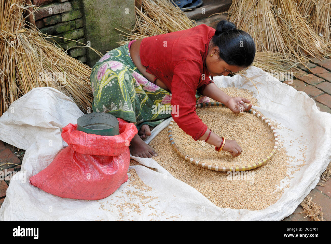Sorting seed hi-res stock photography and images - Alamy