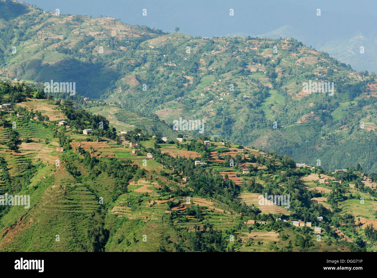 Rice terraces, hilly landscape, highland near Nagarkot, Bhaktapur ...