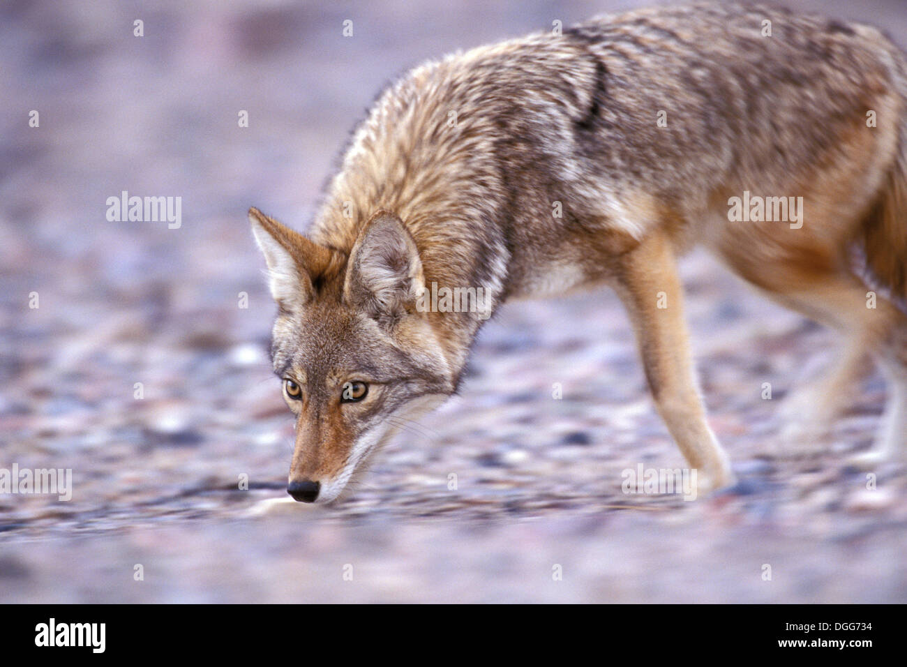 Coyote ( Canis latrans ) tracking sniffing hunting for prey food in ...