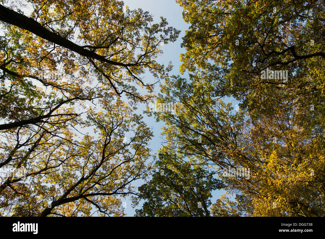 Various treetops hi-res stock photography and images - Alamy
