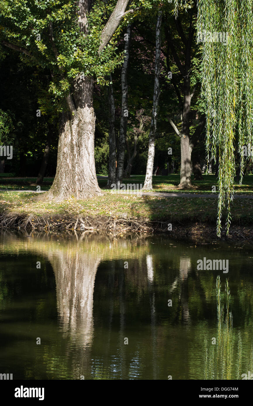 Weeping willow (Salix babylonica) and its reflection in water Stock ...