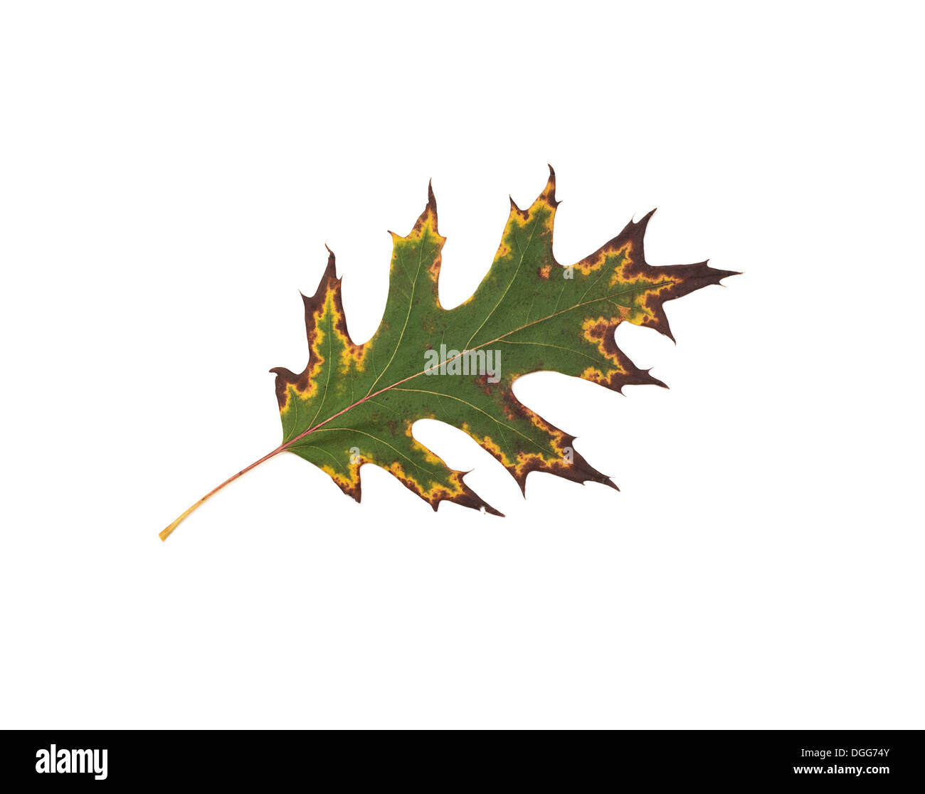 One autumn leaf hi-res stock photography and images - Alamy