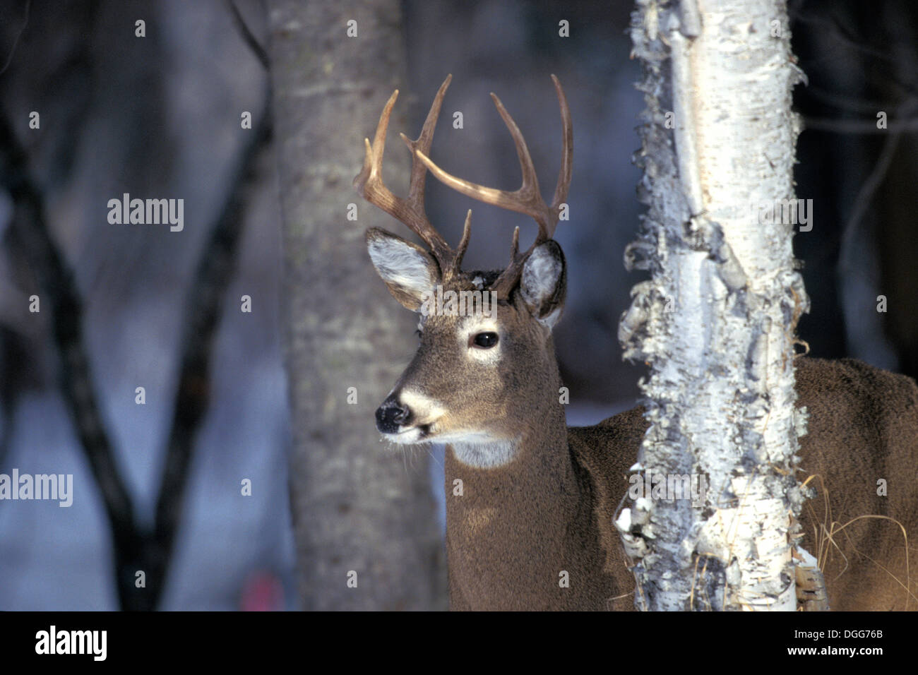 Wary White-tailed Deer buck ( Odocoileus virginianus ) Whitetail ...