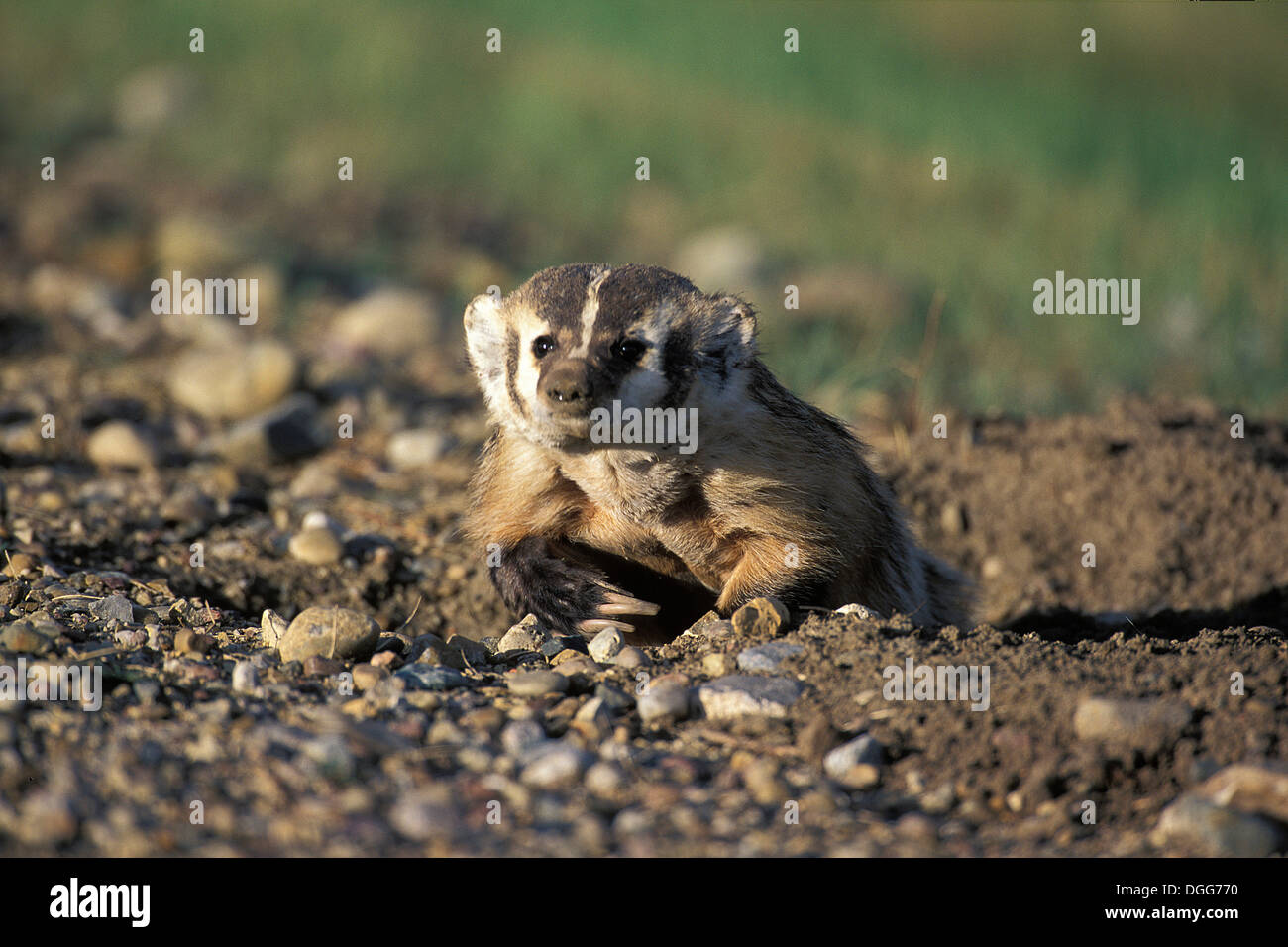 American badger digging hi-res stock photography and images - Alamy