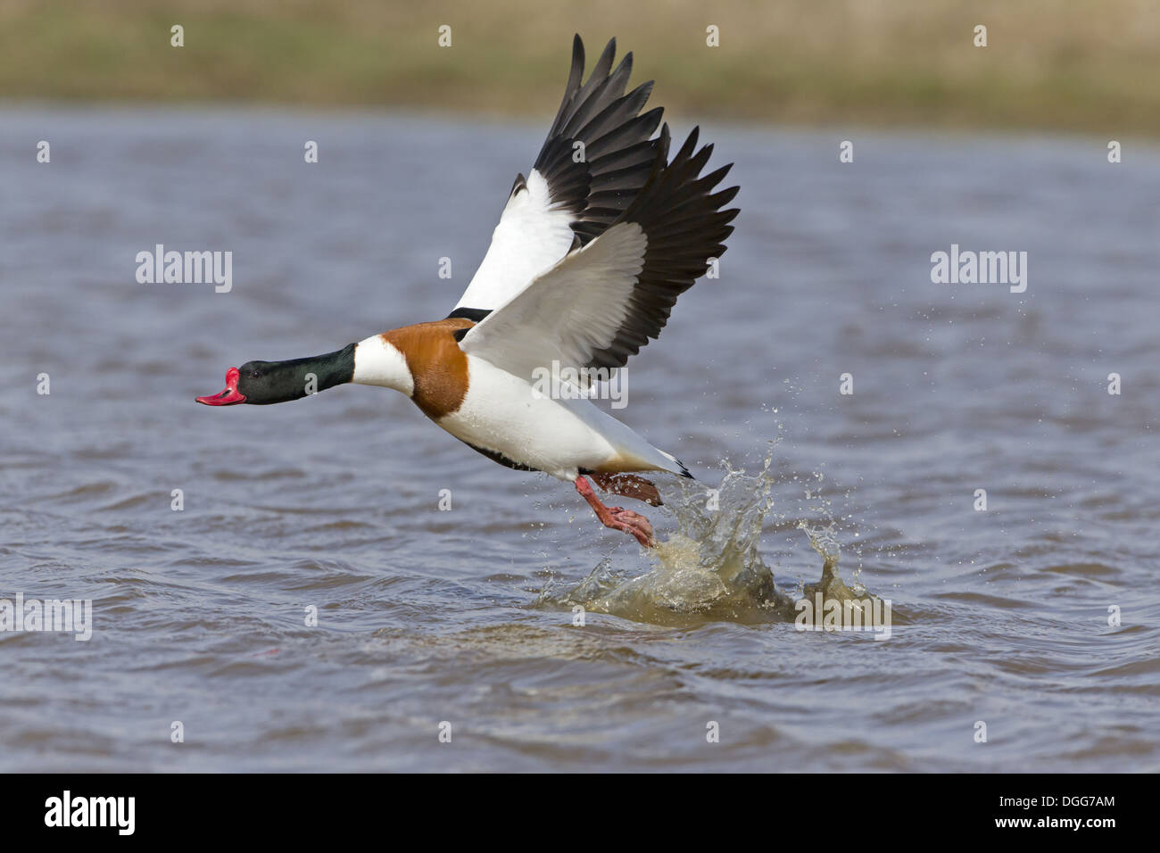 Common Shelduck (Tadorna tadorna) adult male, in flight, taking off ...