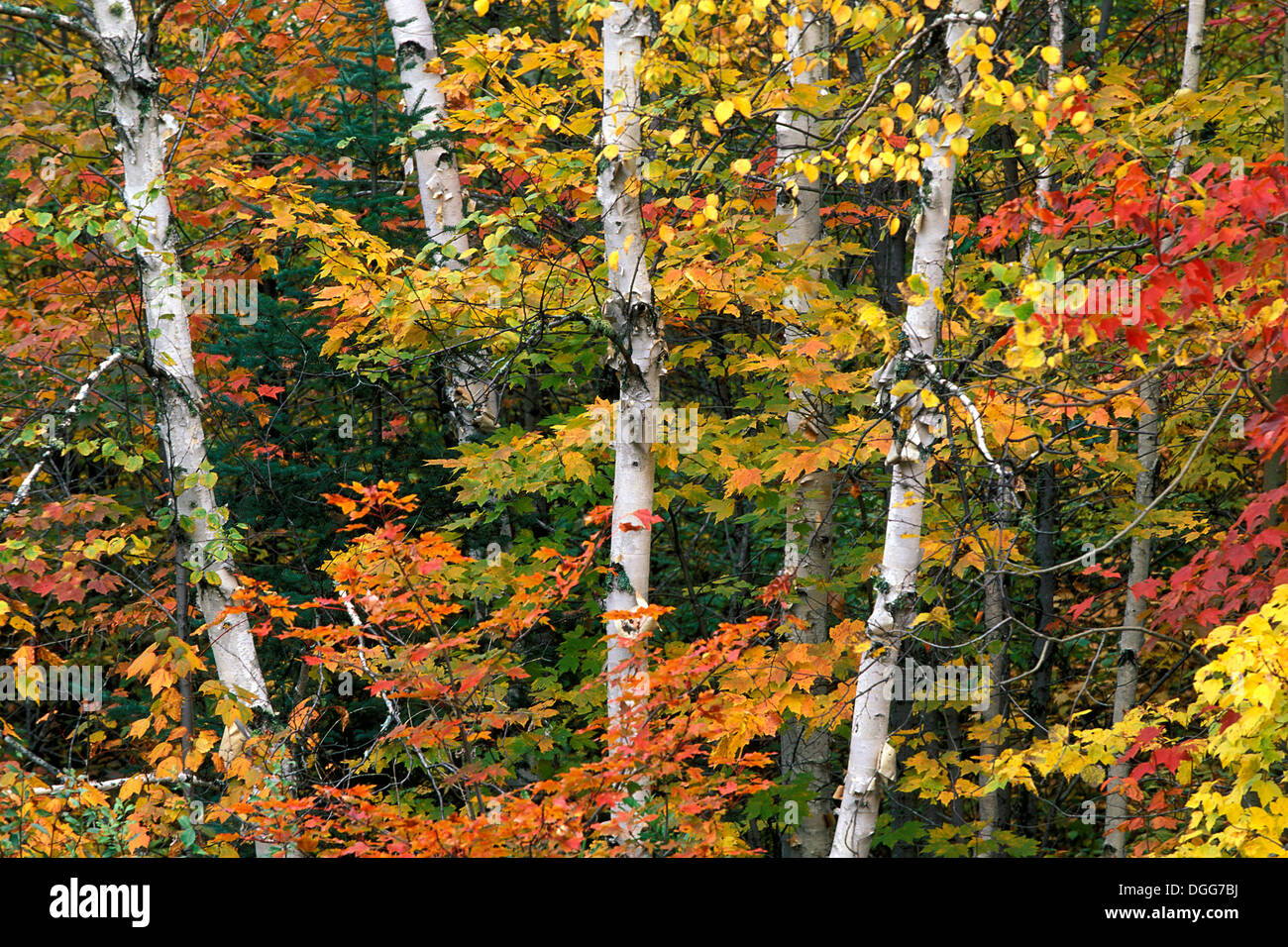 Fall colors on paper birch (Betula papyrifera) and red maple trees ...