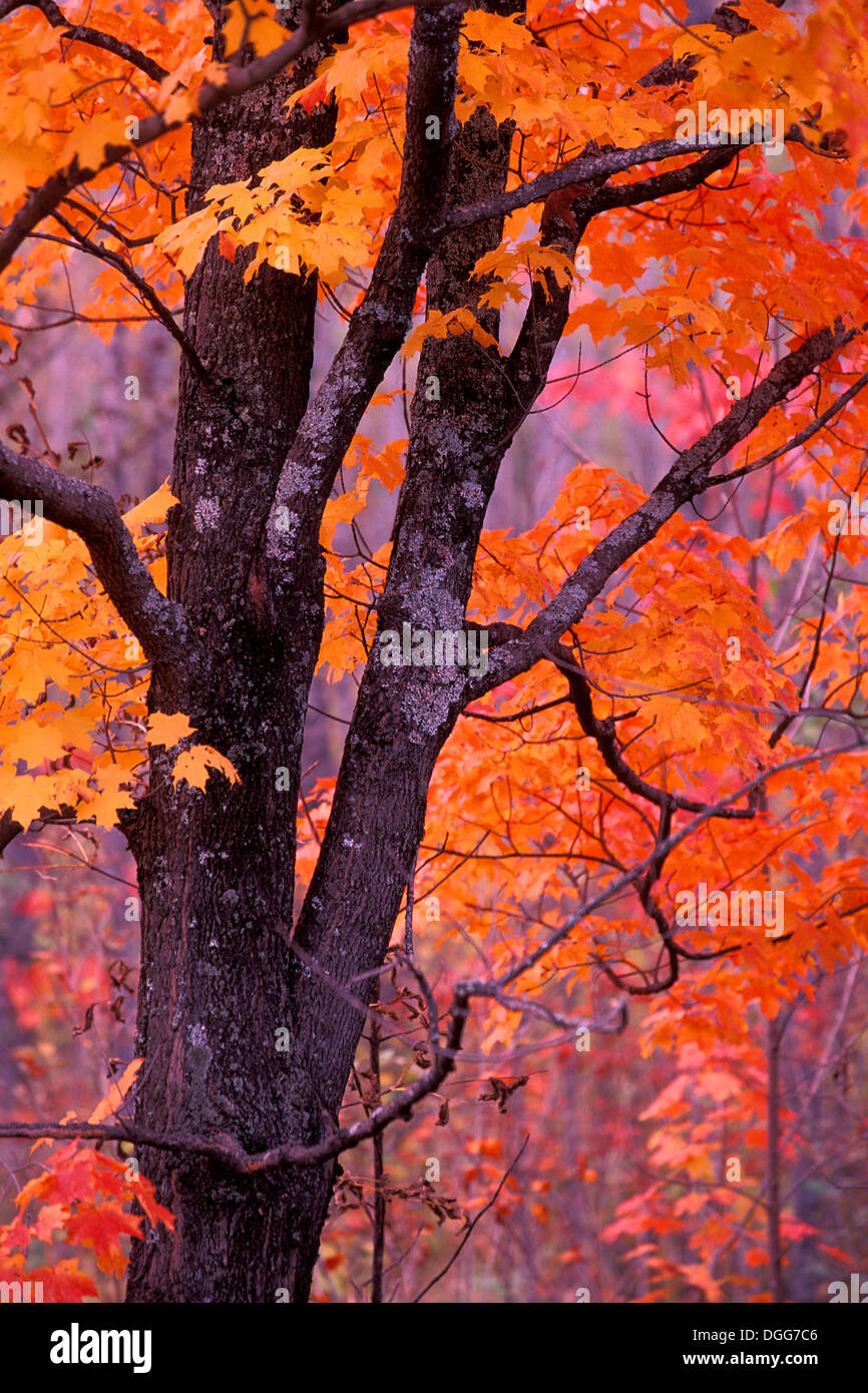 Fall colors on paper birch hi-res stock photography and images - Alamy