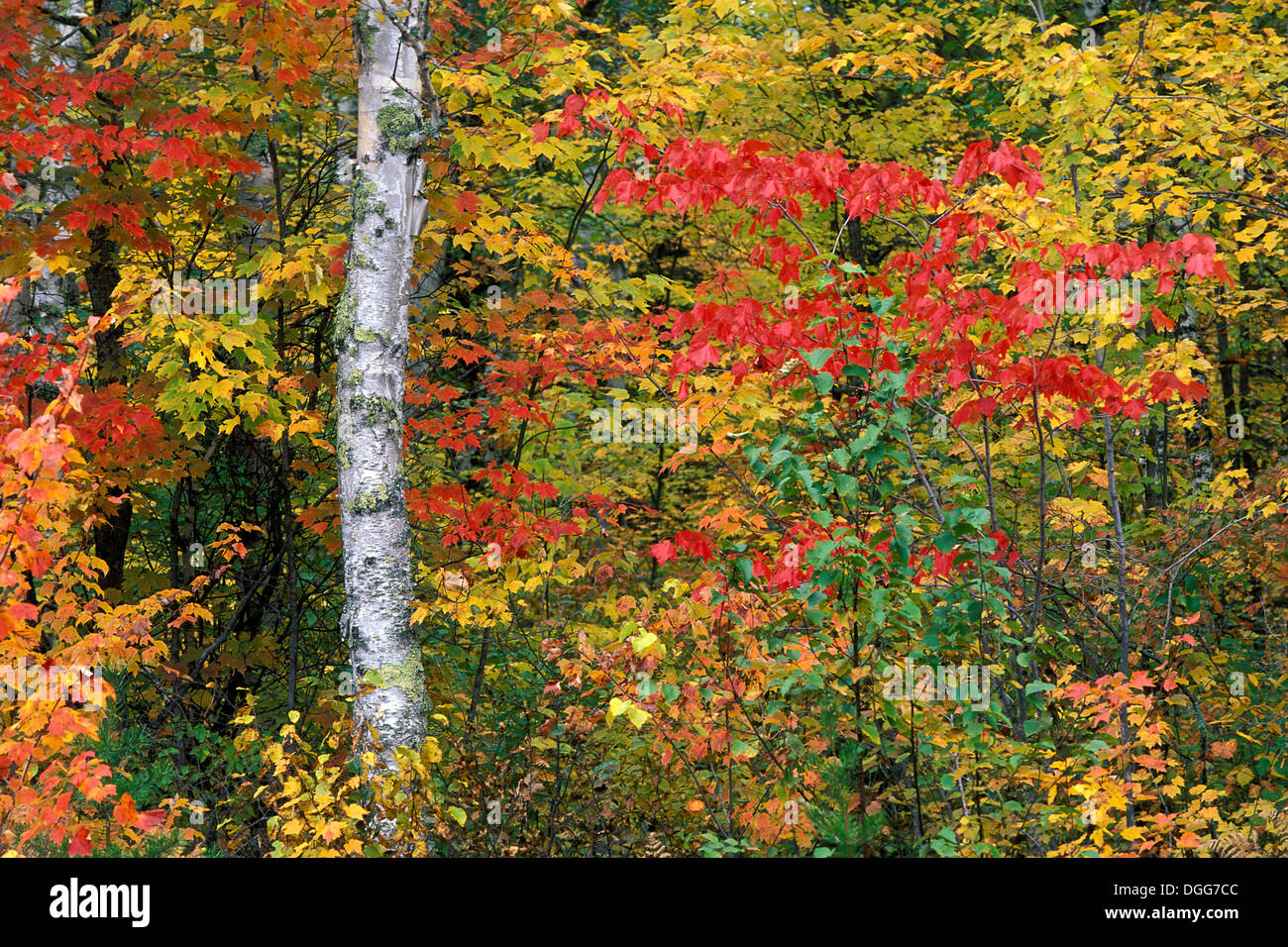 Fall colors on paper birch and red maple trees with yellow and red ...