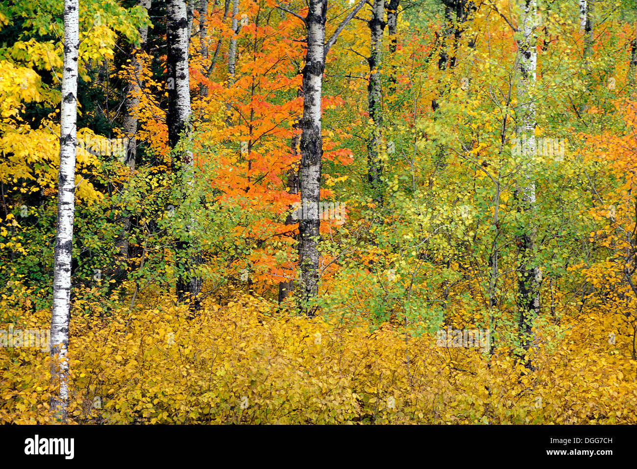 Varied colors in the forest trees Stock Photo - Alamy