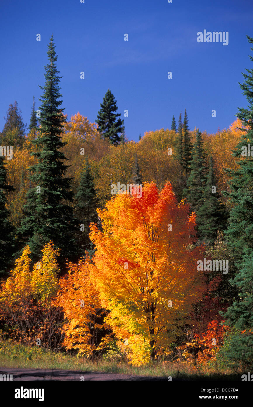 Varied colors in the forest trees Stock Photo - Alamy
