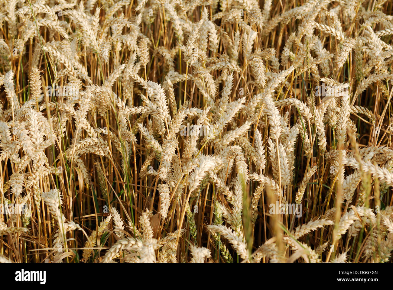Wheat field, grain field, corn field, Schleswig-Holstein Stock Photo ...