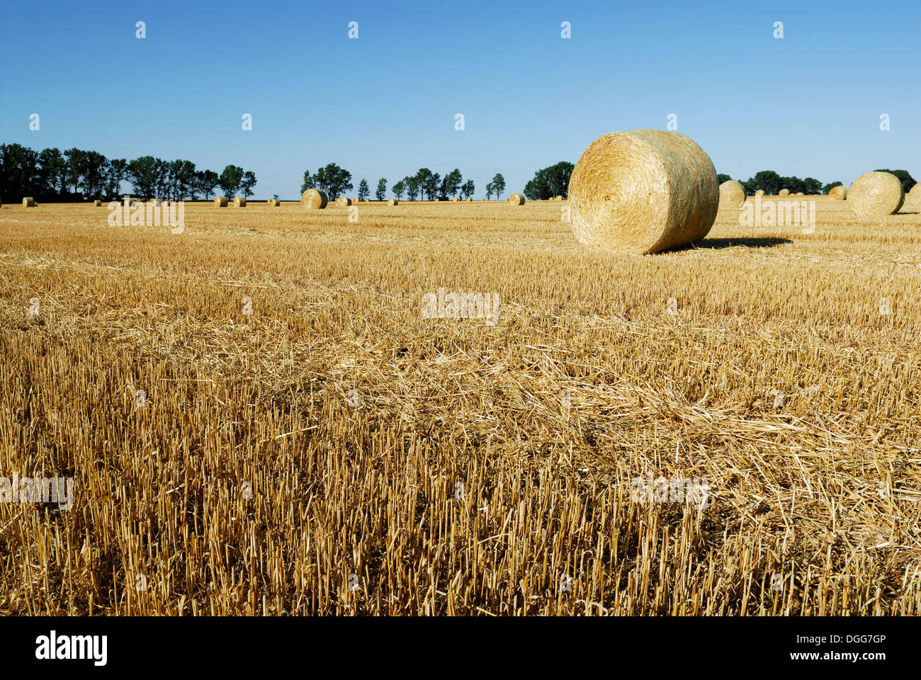Freshly Mown Hay Field High Resolution Stock Photography and Images - Alamy