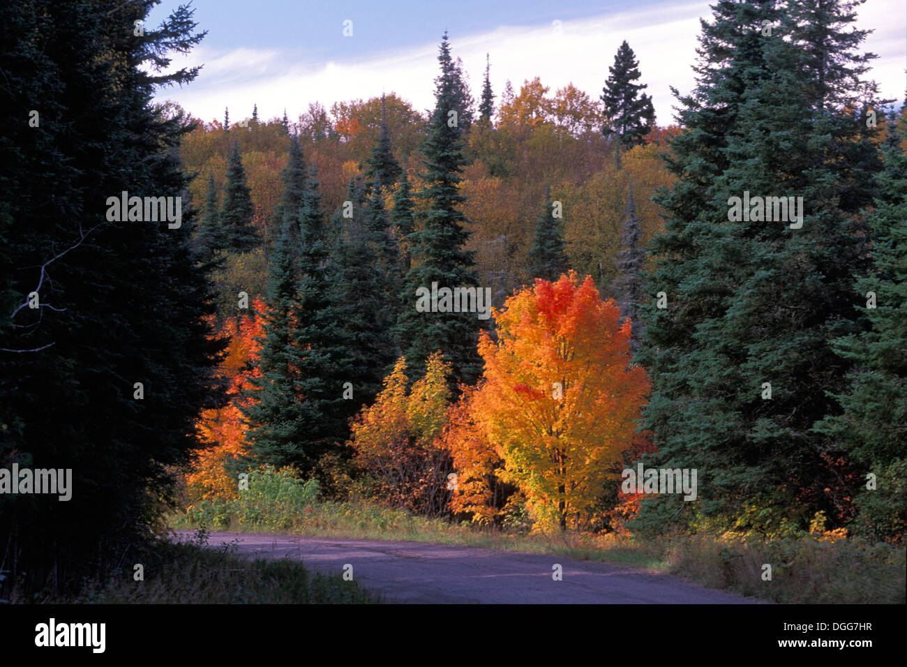 Varied colors in the forest trees Stock Photo - Alamy