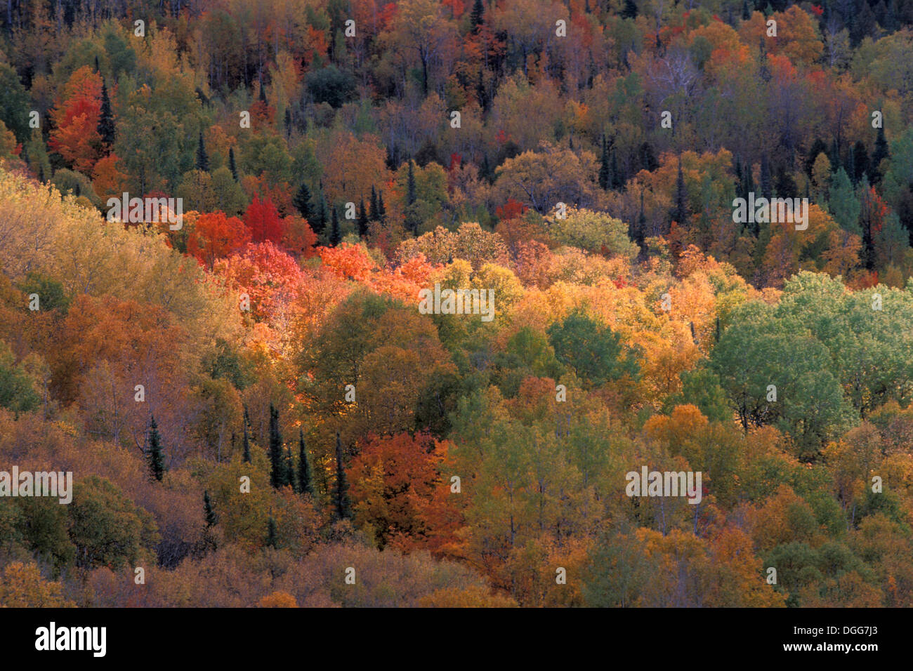 Varied colors in the forest trees Stock Photo - Alamy