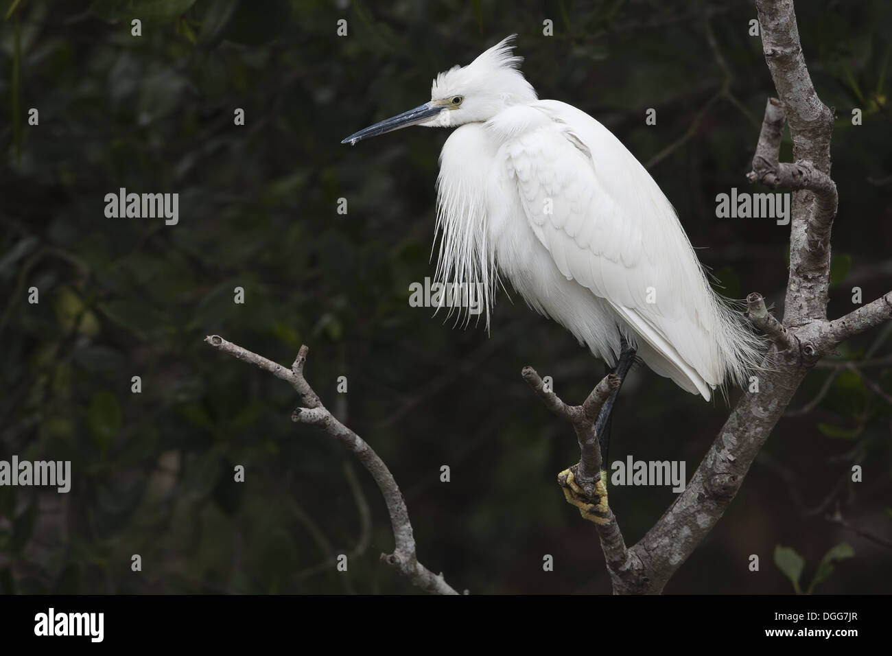 Little Egret (Egretta garzetta) adult, non-breeding plumage, perched on ...