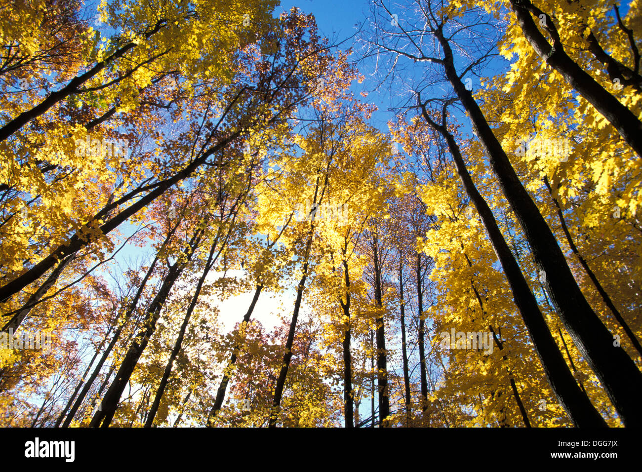 Towering yellow trembling quaking aspen trees (Populus tremuloides) in ...