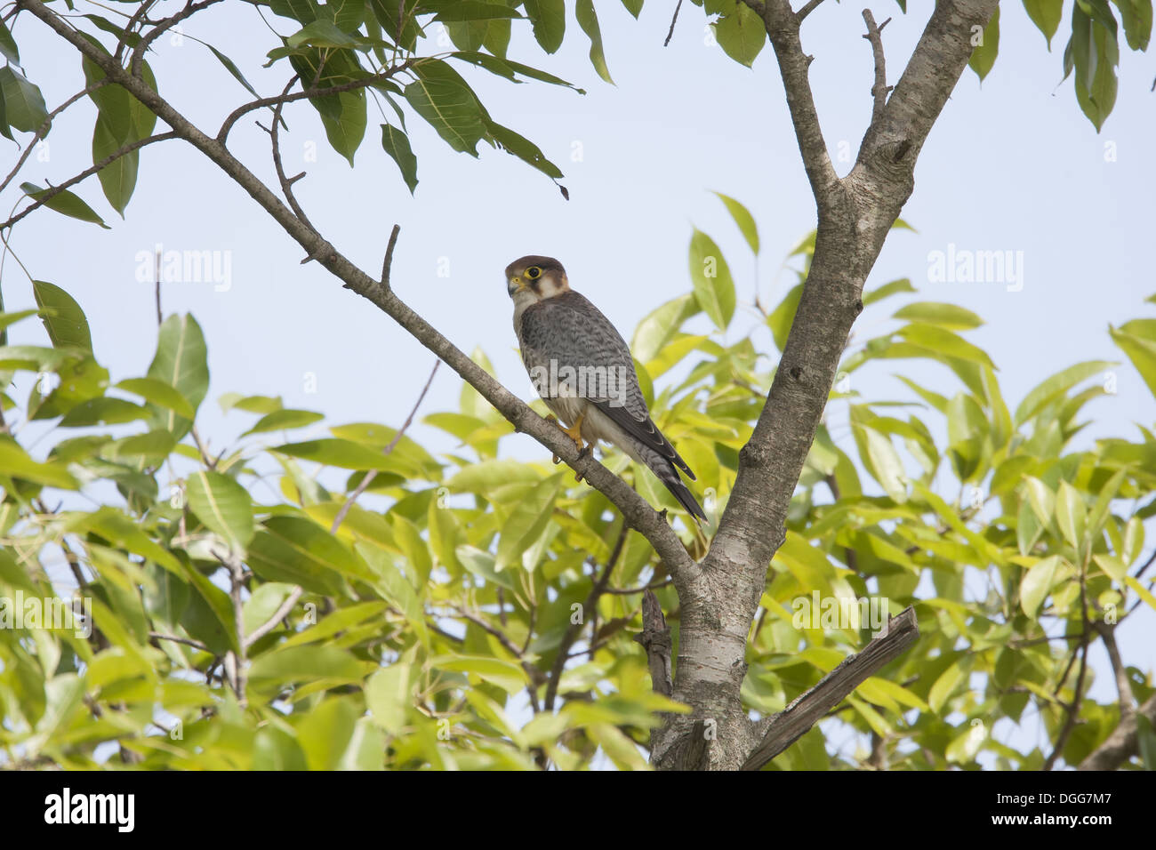 Falcon of india hi-res stock photography and images - Alamy