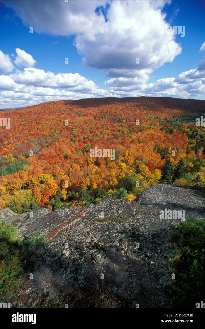 Fall colors on trembling quaking aspen poplar (Populus tremuloides) and ...