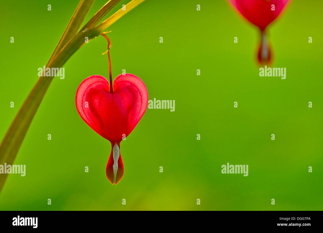 Red bleeding heart plant hi-res stock photography and images - Alamy