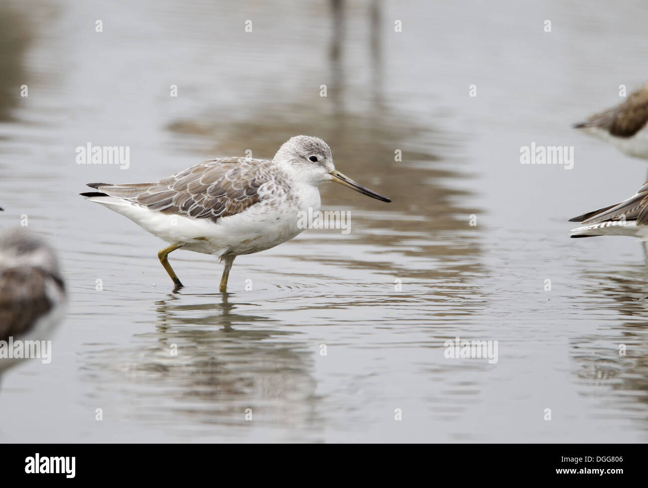 Nordmann's Greenshank (Tringa guttifer) adult, winter plumage, wading ...