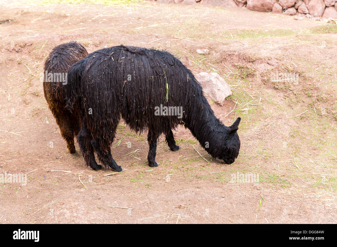 Peruvian vicuna. Farm of llama,alpaca,Vicuna in Peru,South America ...