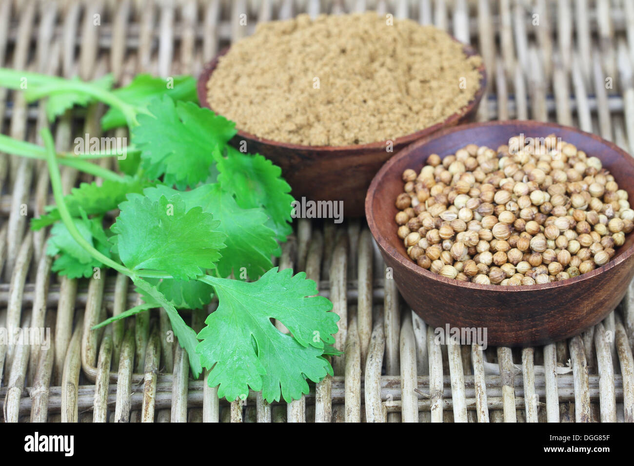 Coriander seeds, coriander powder and fresh coriander on wicker surface ...