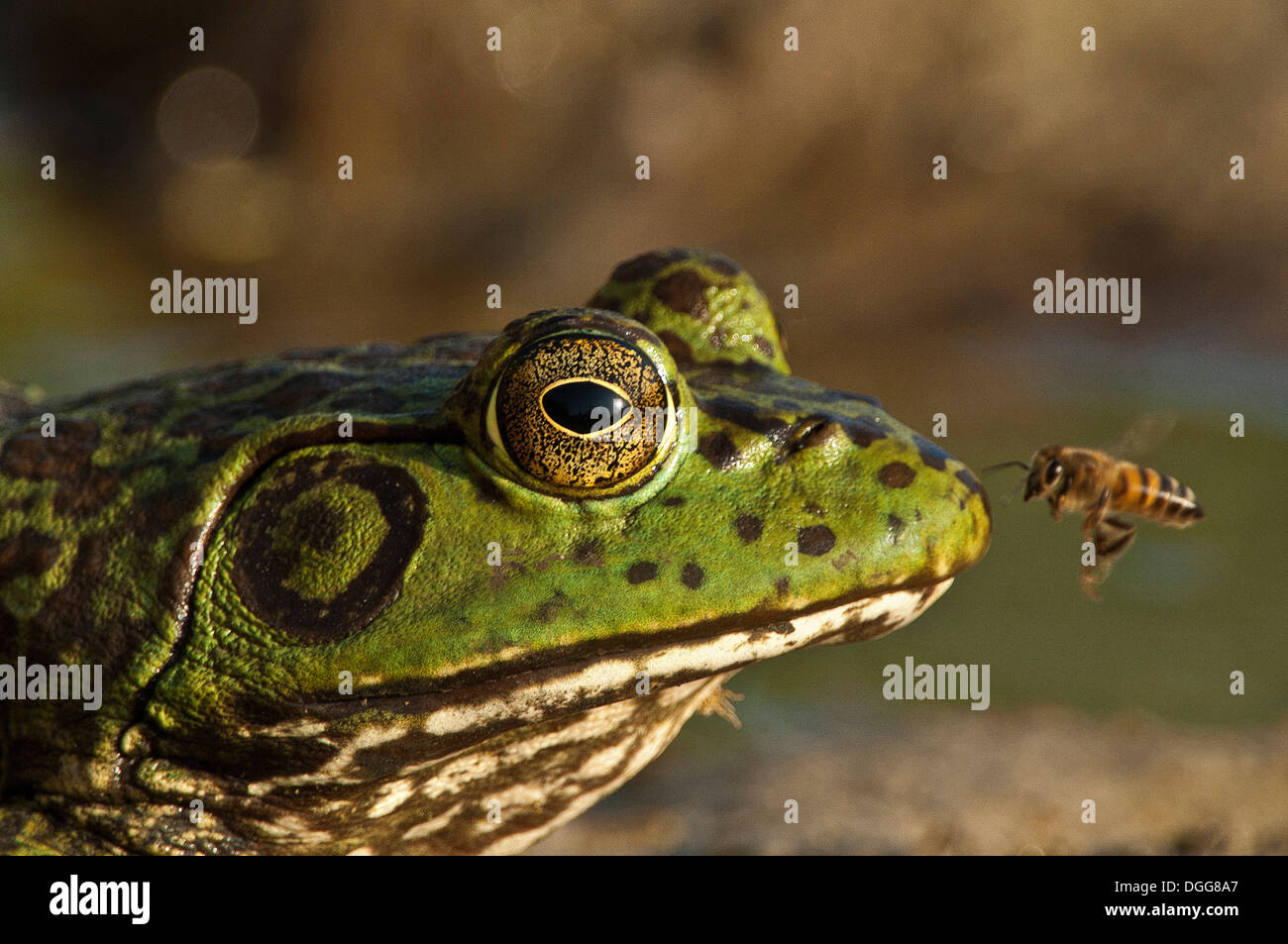 Honey bee landing on bullfrog's nose Stock Photo - Alamy