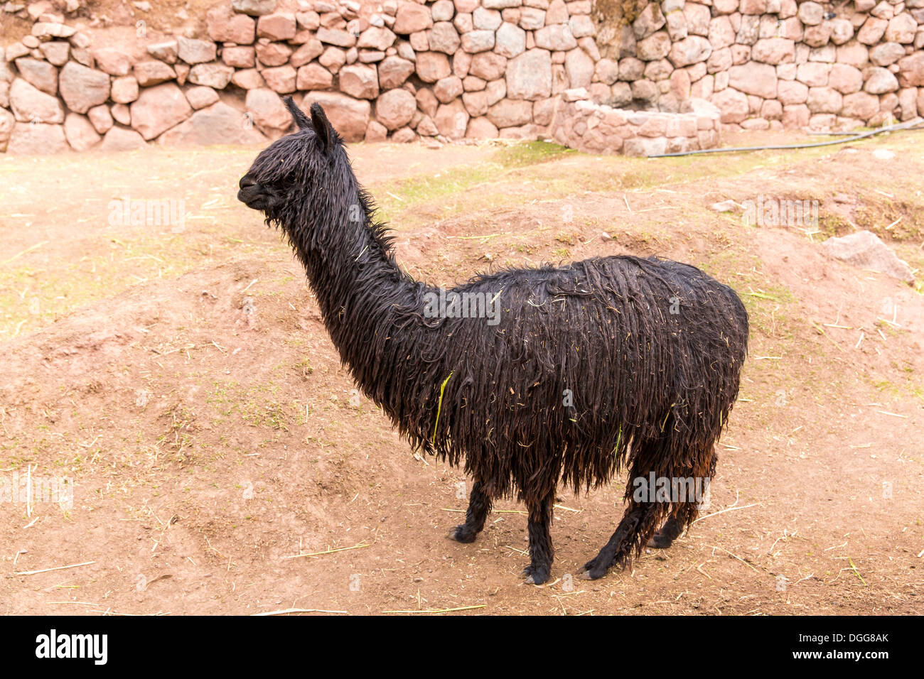 Peruvian llama farm alpaca llama vicuna in hi-res stock photography and ...