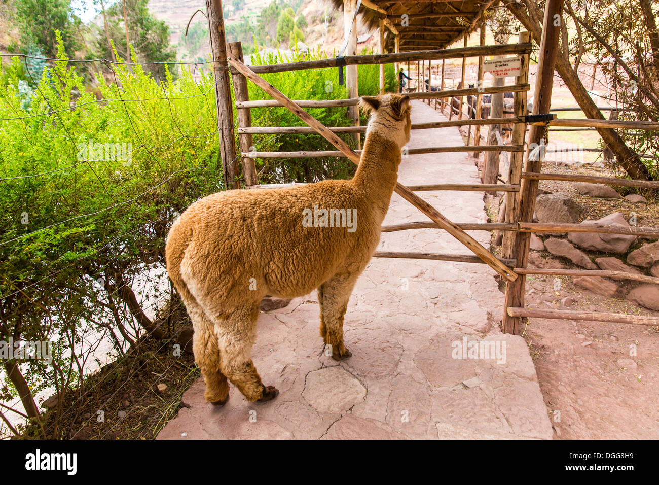 Peruvian vicuna. Farm of llama,alpaca,Vicuna in Peru,South America ...