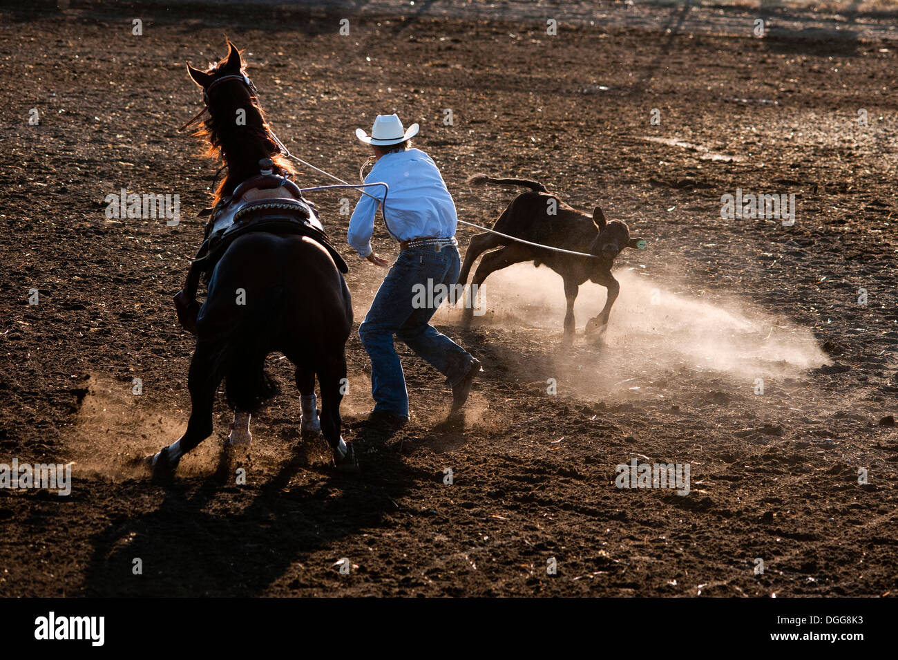 Cowboy competes at rodeo calf-roping event Stock Photo - Alamy