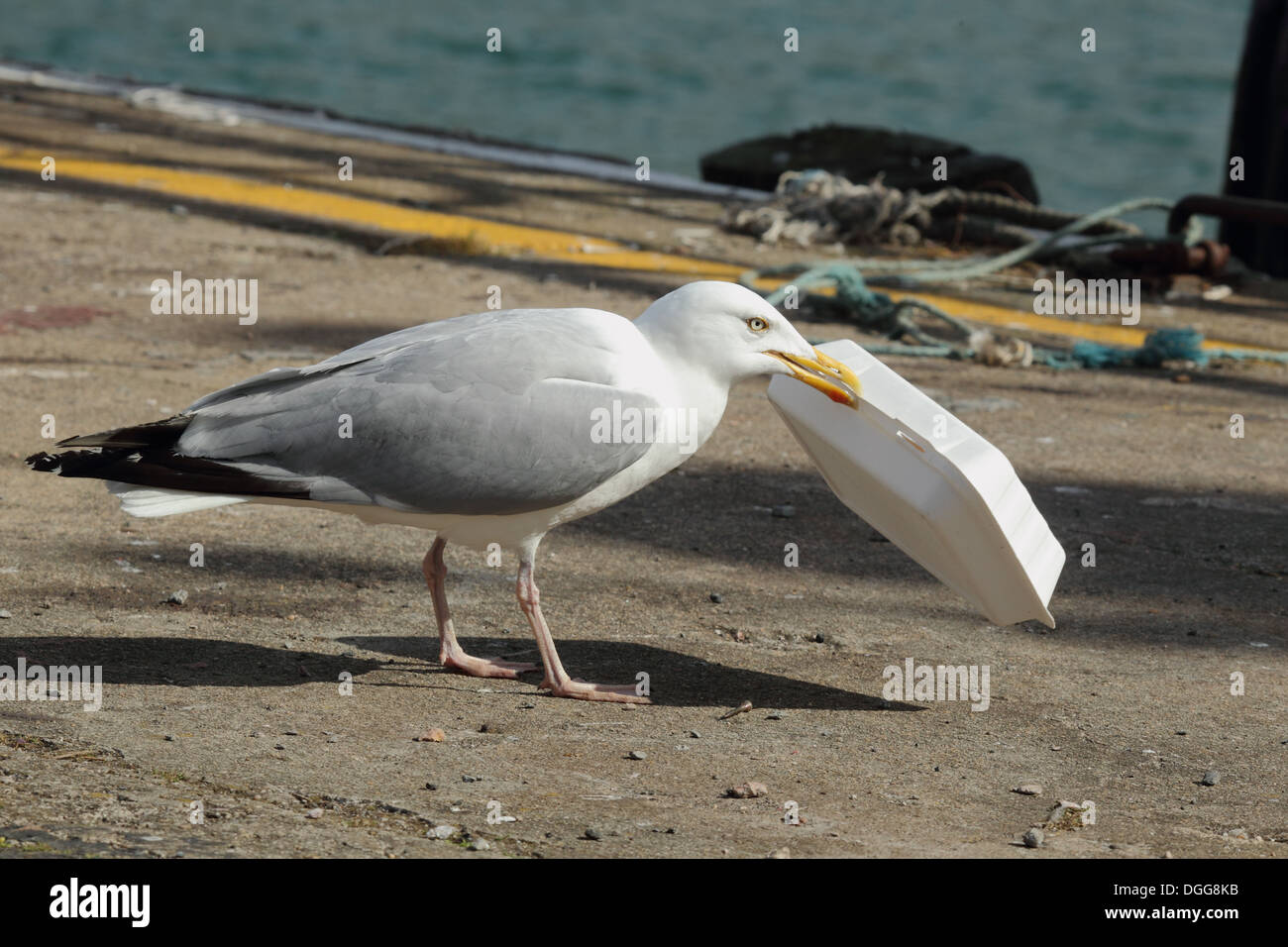 Seagull eating garbage hi-res stock photography and images - Alamy