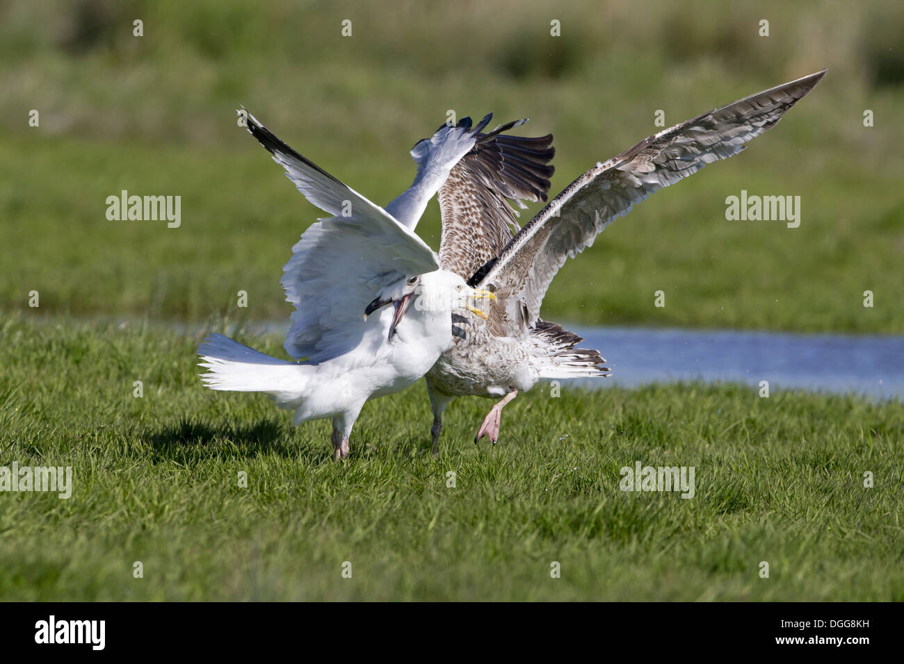 Herring Gull (Larus argentatus) adult breeding plumage and Great Black ...