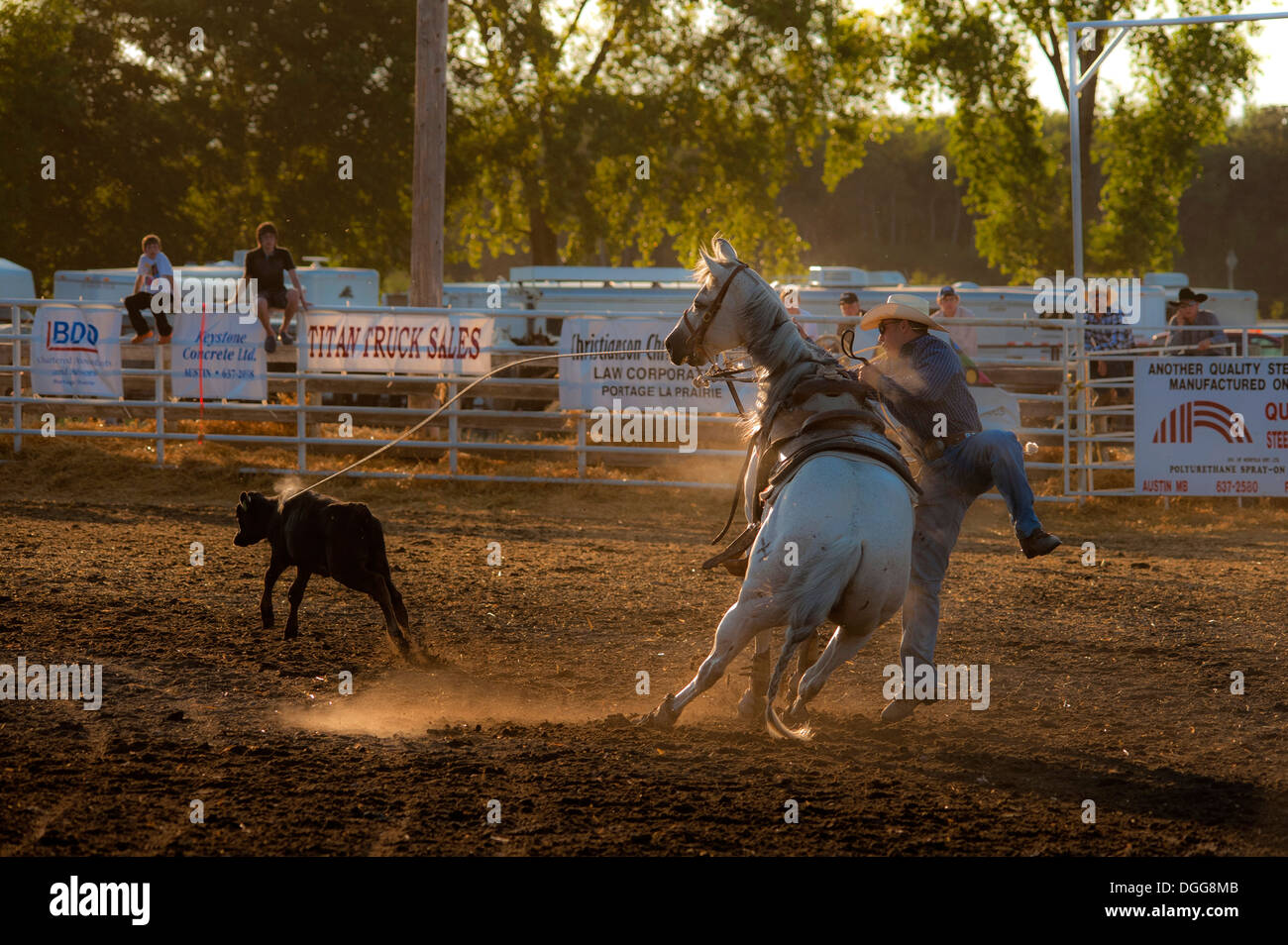 Cowboy competes at rodeo calf-roping event Stock Photo - Alamy