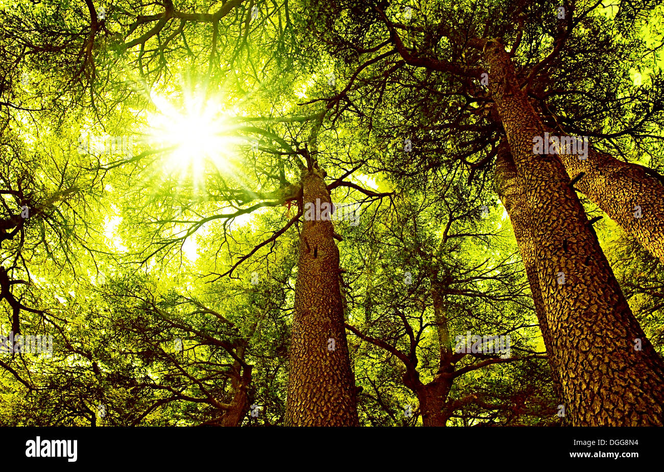 Sunny Cedar forest background, old rare trees, sunrise with rays of sun ...