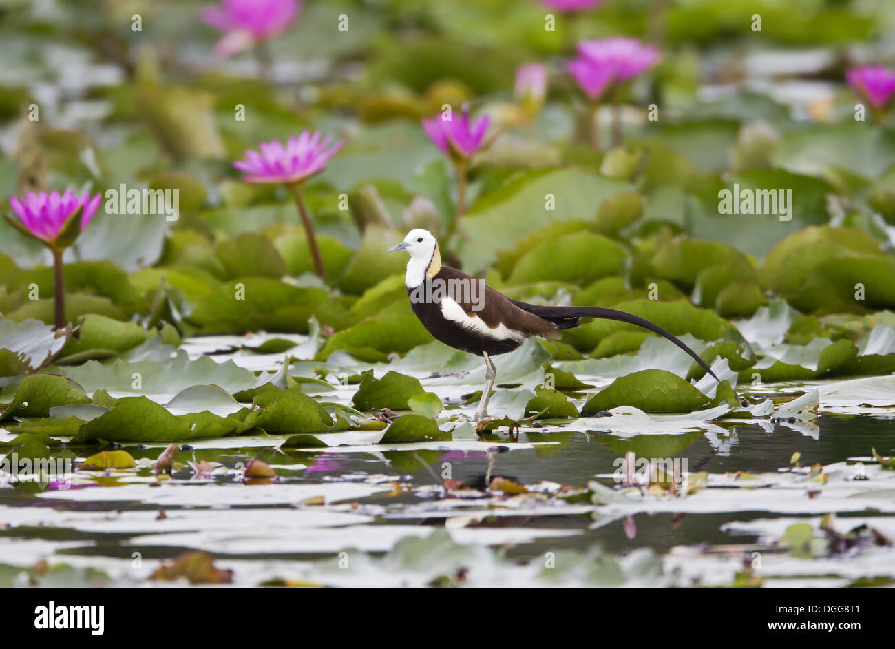 Male pheasant tailed jacana hi-res stock photography and images - Alamy