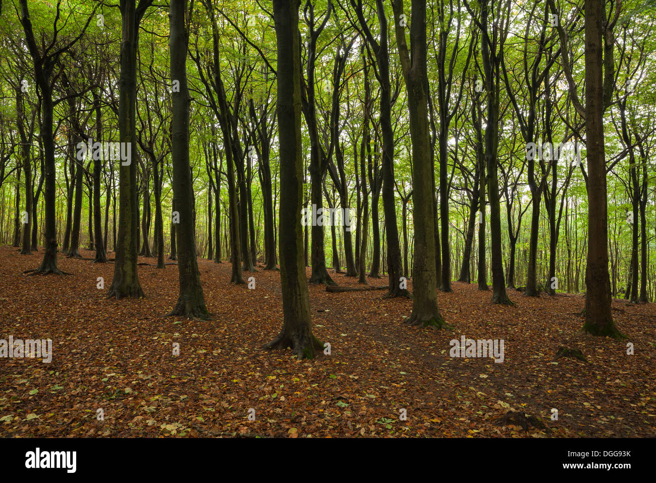 Beech trees showing early autumn colour in Stanmer Park, Brighton, East ...