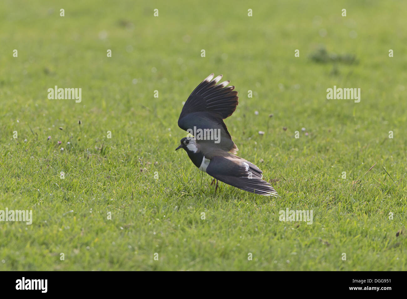 Eurasian lapwing chick hi-res stock photography and images - Alamy