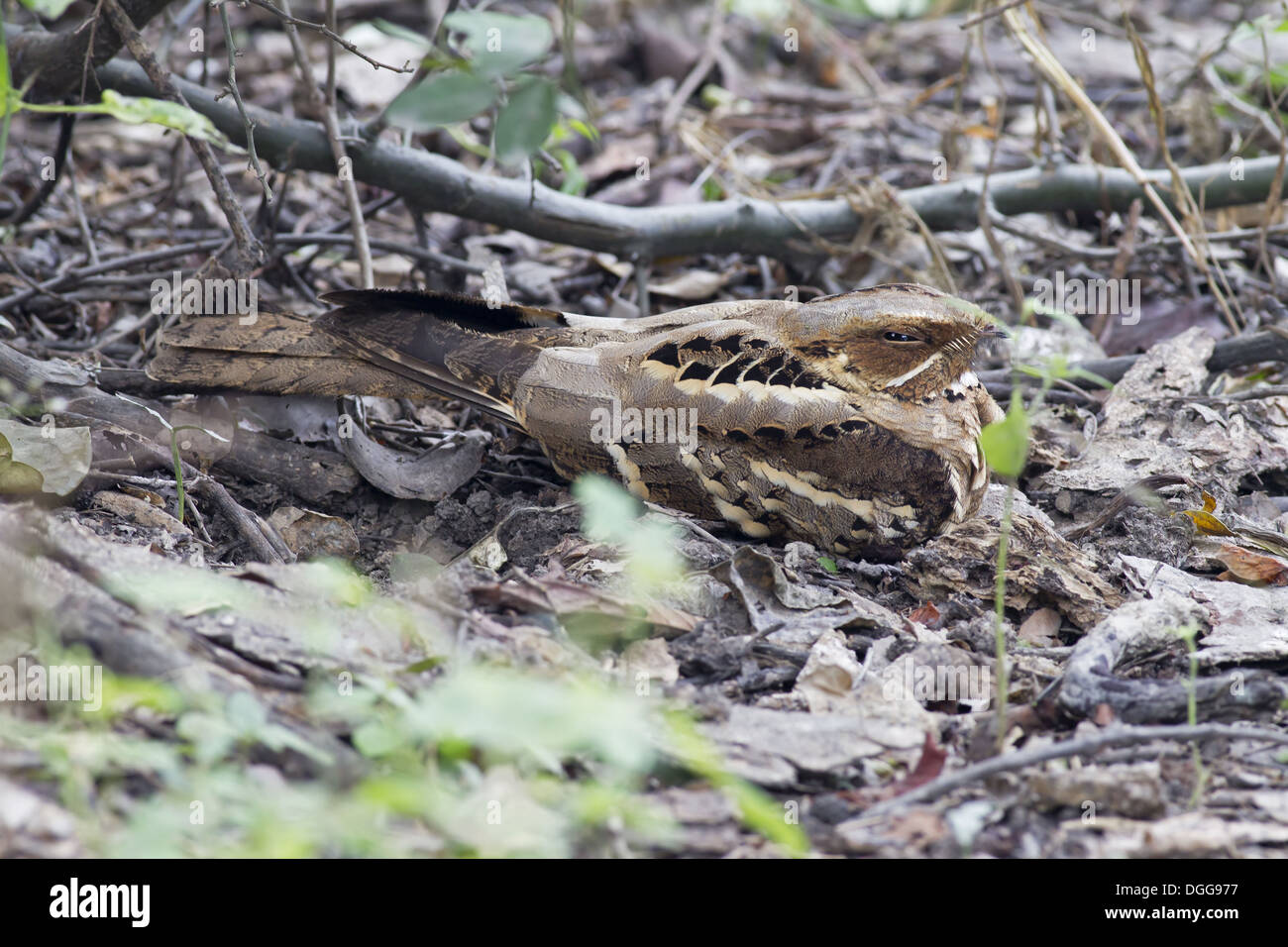 Large-tailed Nightjar (Caprimulgus macrurus) adult roosting on ground ...